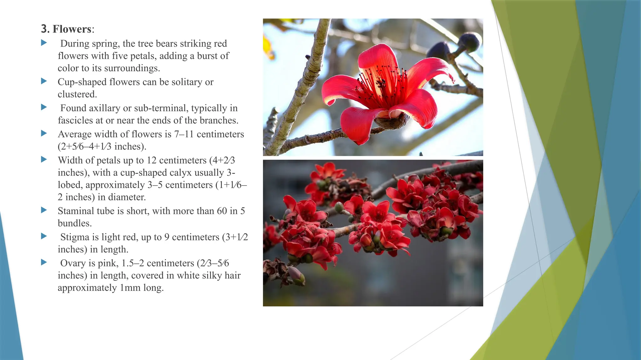 CHINTU-Laxmi final.pptx presentation on the tree | PPTX