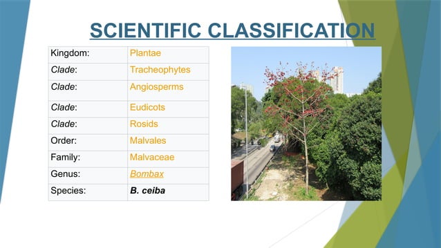 CHINTU-Laxmi final.pptx presentation on the tree | PPT