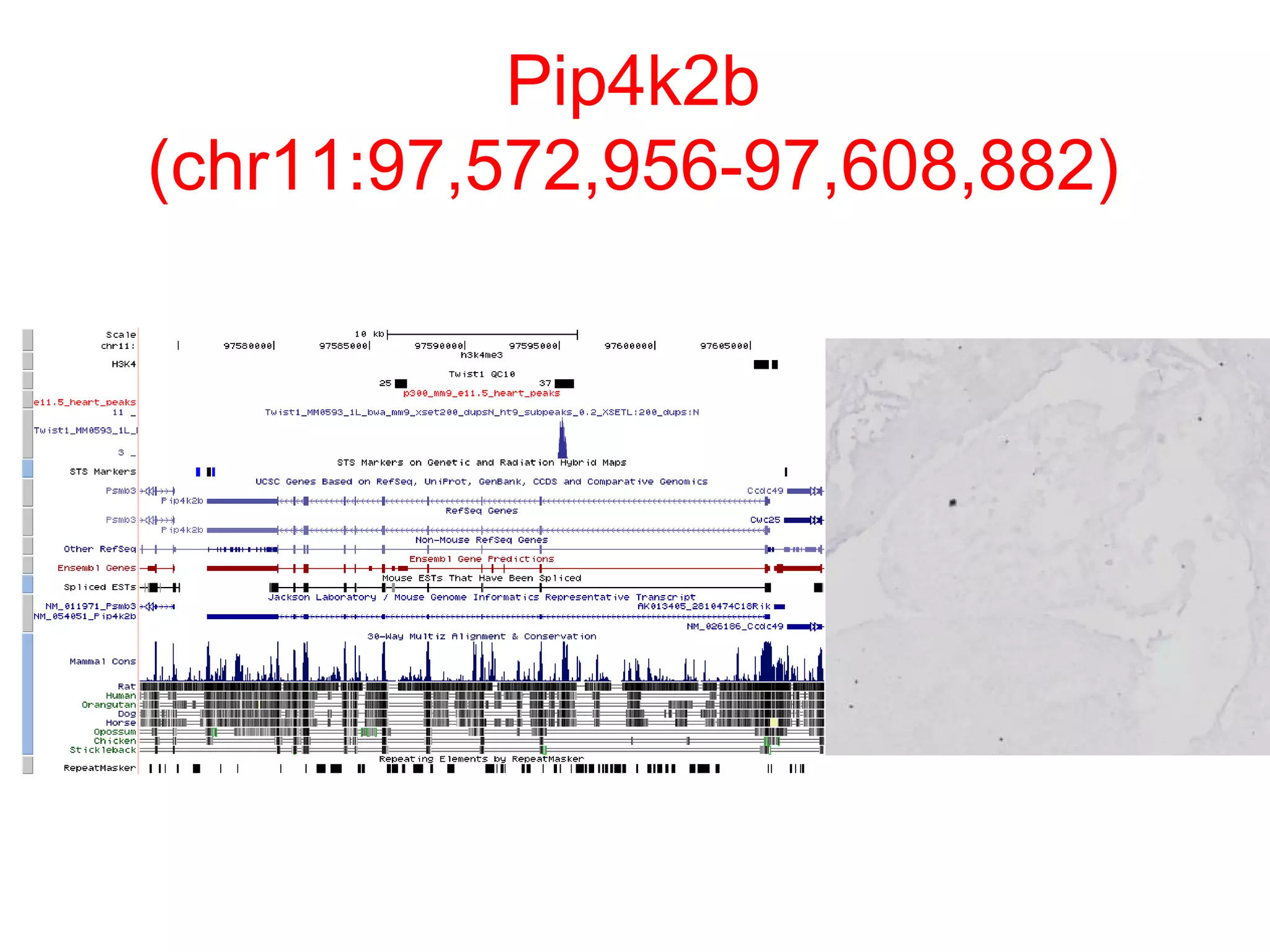 Ch ip pcr validation | PPT