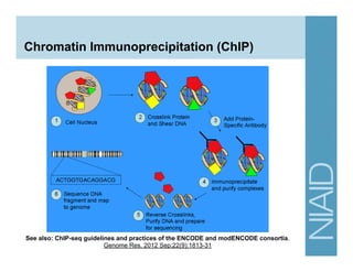 ChIP-seq Theory | PDF