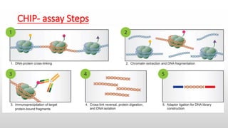 ChIP-Seq Immunoprecipitation.pptx