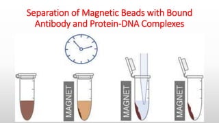 ChIP-Seq Immunoprecipitation.pptx