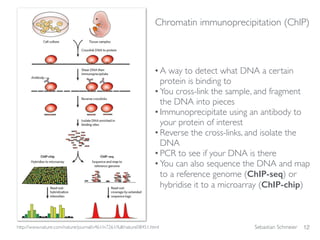 ChIP-seq | PDF
