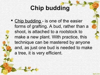 Chip-budding | PPT