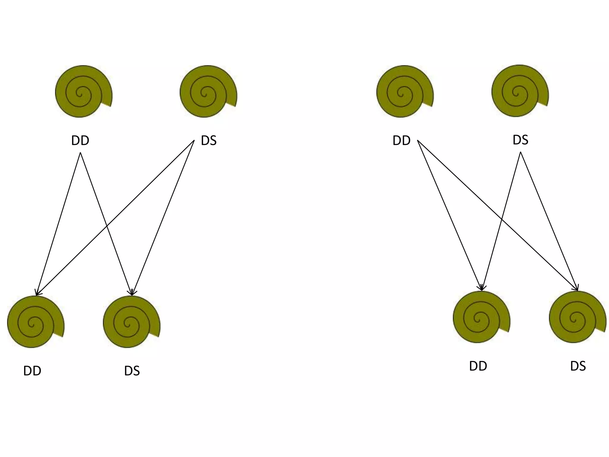Chirality Diagram | PPTX