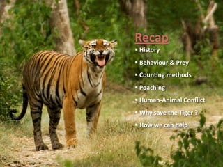 The truth about Tigers | PPT