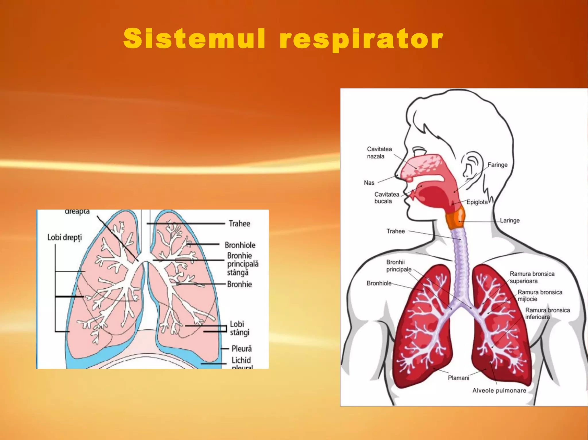 Prezentare ppt - Sistemul respirator | PPT