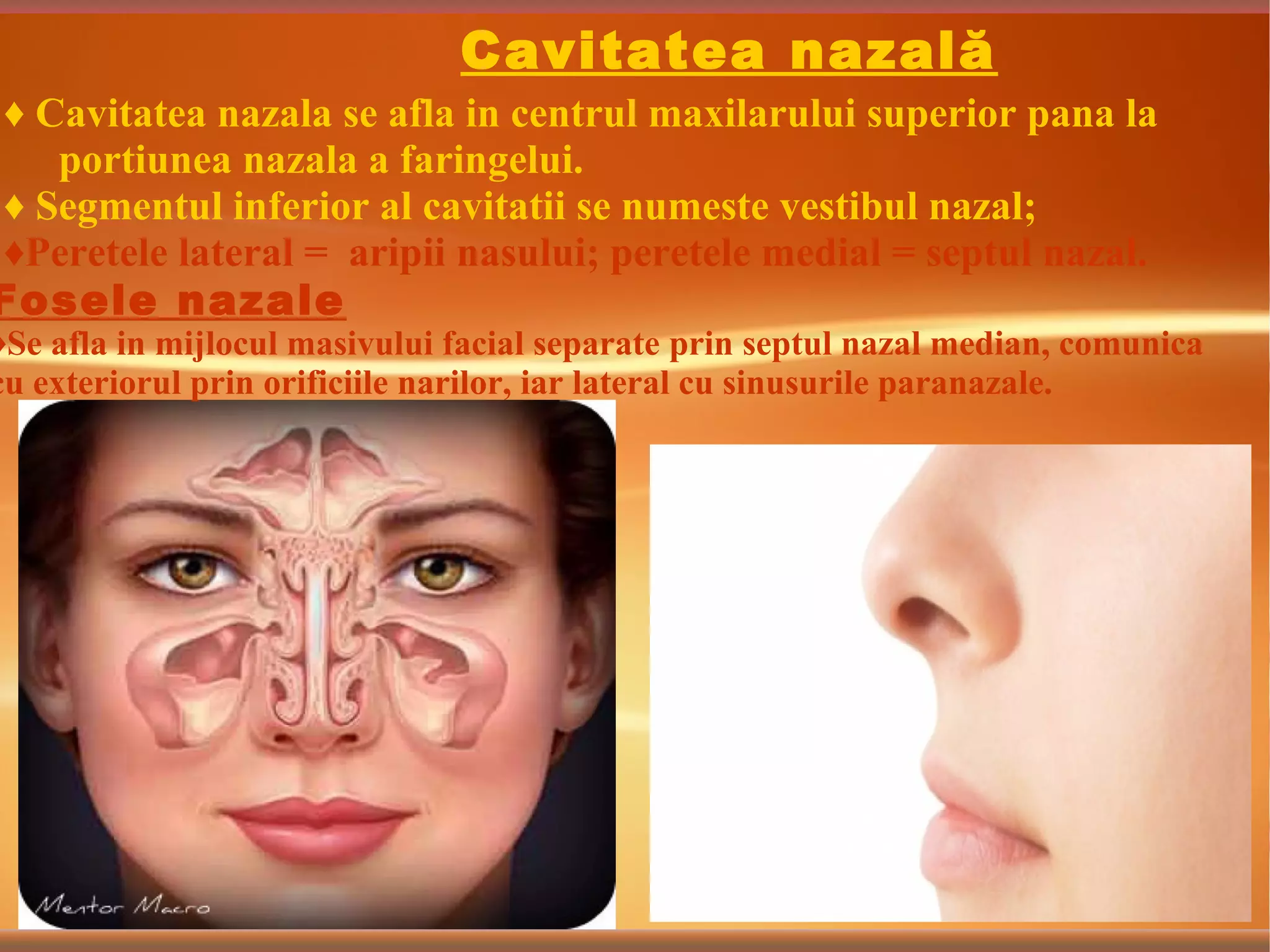 Prezentare ppt - Sistemul respirator | PPT