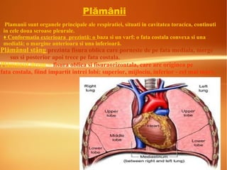 Prezentare ppt - Sistemul respirator | PPT