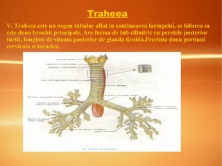 Prezentare ppt - Sistemul respirator | PPT