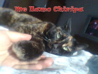 CHIRIPA | PPTX