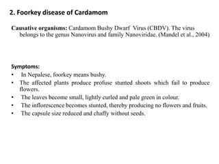 Chirkey and foorkey disease of cardamom | PPTX
