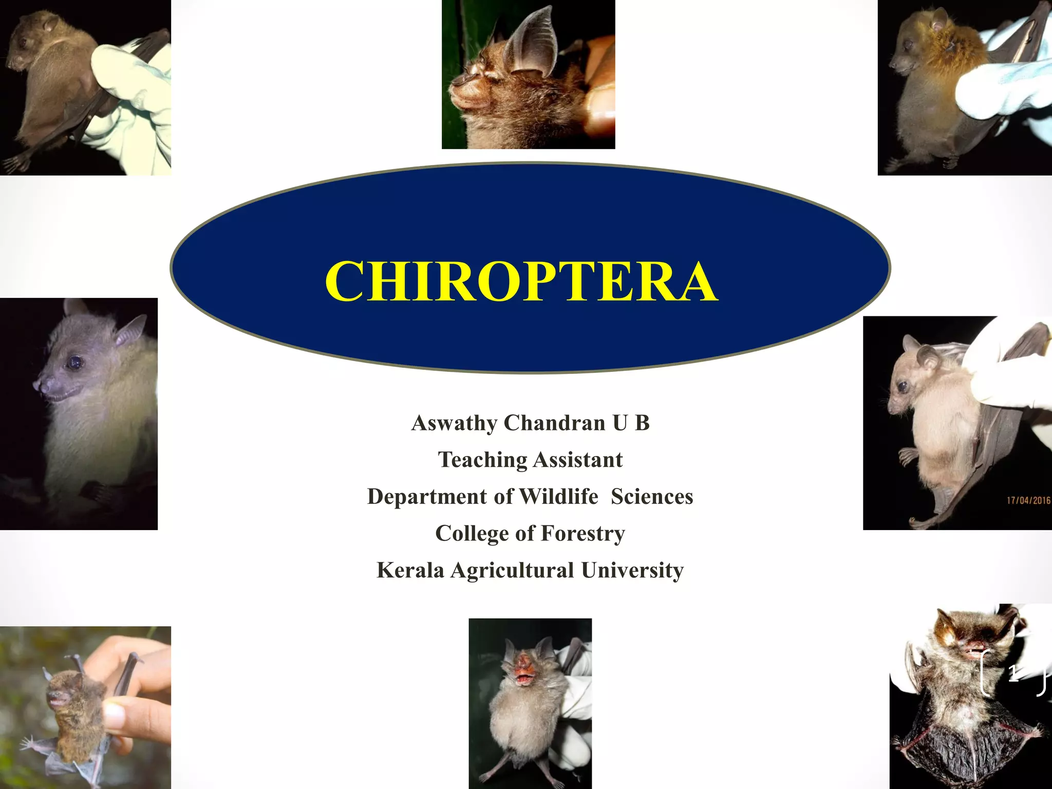 Order - Chiroptera, wildlife Biology | PDF