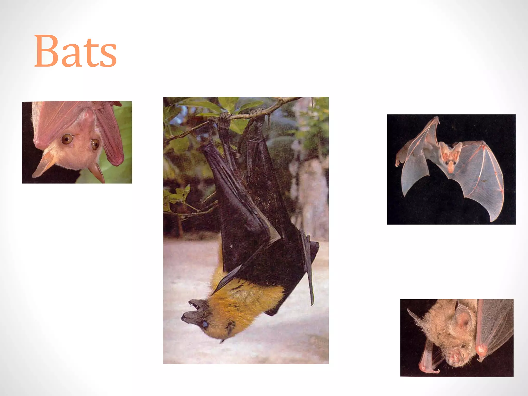 Order - Chiroptera, wildlife Biology | PDF
