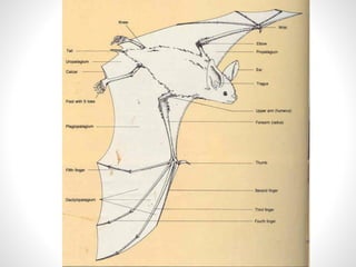 Order - Chiroptera, wildlife Biology | PDF