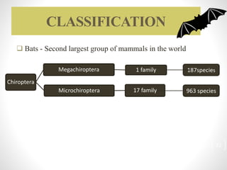 Order - Chiroptera, wildlife Biology | PDF