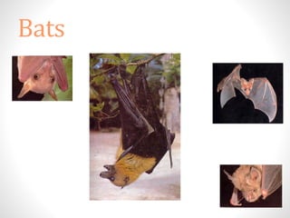 Order - Chiroptera, wildlife Biology | PDF