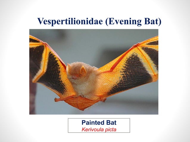 Order - Chiroptera, wildlife Biology | PDF | Birdwatching | Hobbies ...