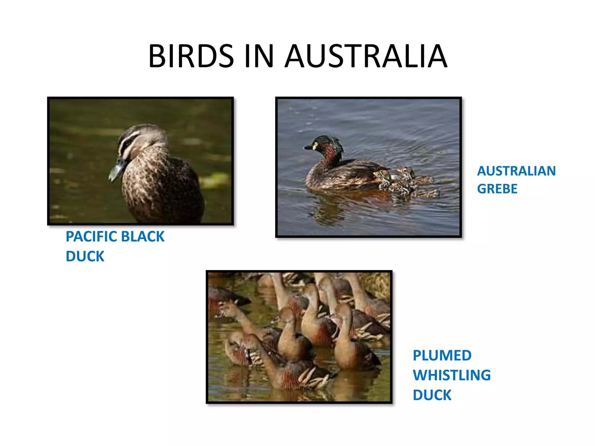 Chirpy world of birds ppt | PPTX