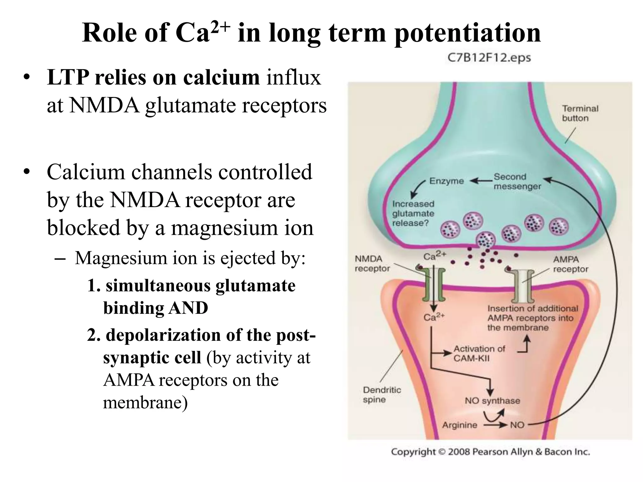 Calcium as a Regulatory and Signalling ion | PPTX