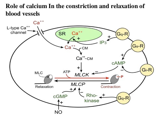 Calcium as a Regulatory and Signalling ion