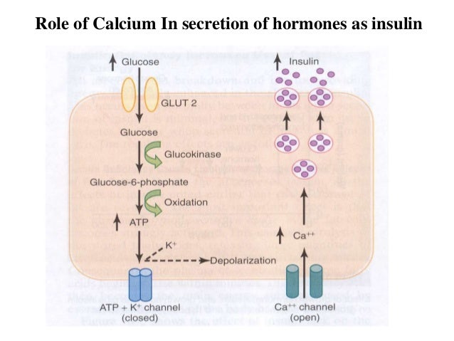 Calcium as a Regulatory and Signalling ion