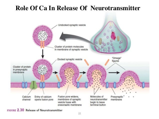 Calcium as a Regulatory and Signalling ion
