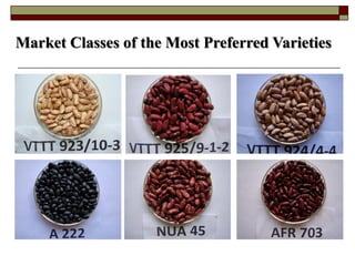 Using Innovative Approaches in Selecting and Disseminating Bean ...