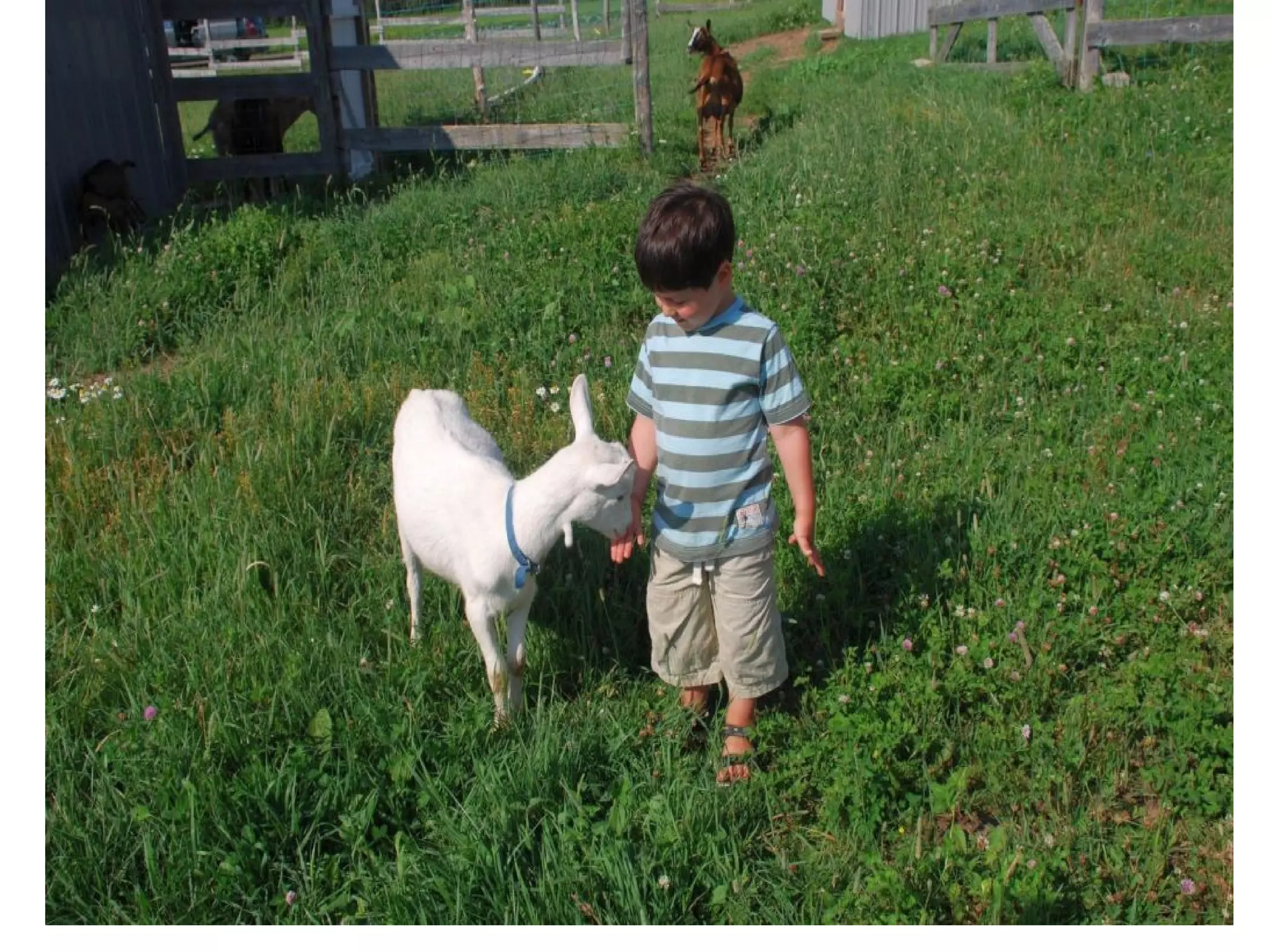 Chisholm organic dairy goat | PDF