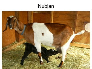 Chisholm organic dairy goat | PDF