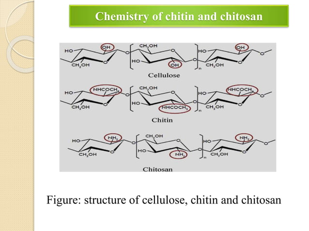 Chitin and chitosan source, chemistry, general method of preparation ...