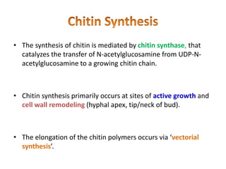 Chitin and Glucan synthesis in fungi | PDF
