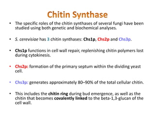 Chitin and Glucan synthesis in fungi | PDF