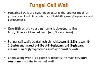Chitin Cell Wall