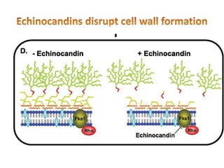 Chitin Fungal Cell Wall