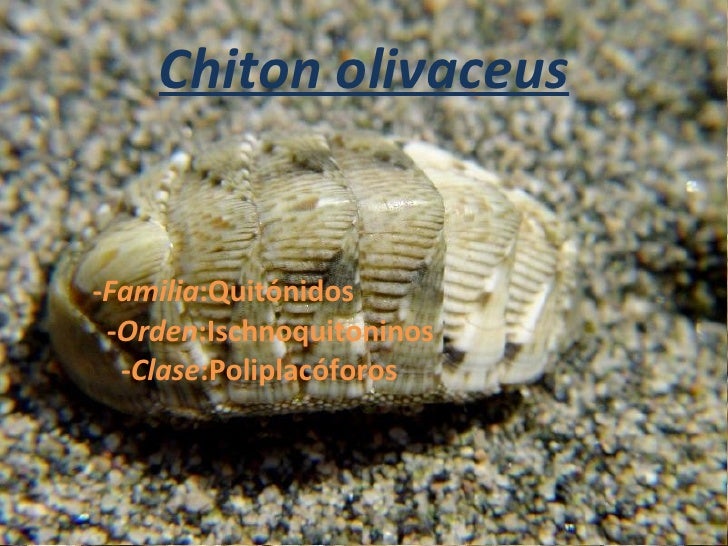 Chiton olivaceus - Alchetron, The Free Social Encyclopedia