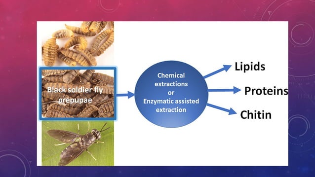 Chitosan bsf-larvae | PPT