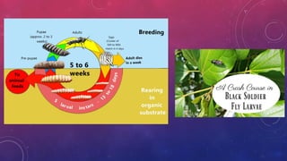Chitosan bsf-larvae | PPT