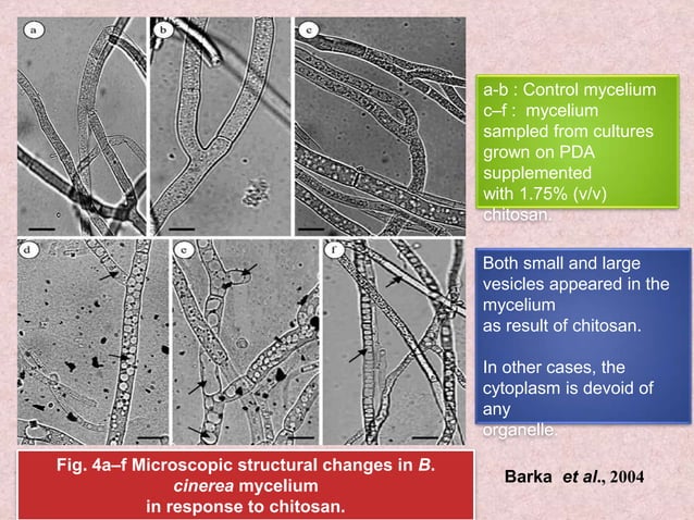Chitosan as a potential natural compound to control | PPT