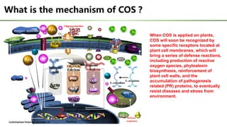 Chitosan oligosaccharide control plant diseases and reduce pesticide ...