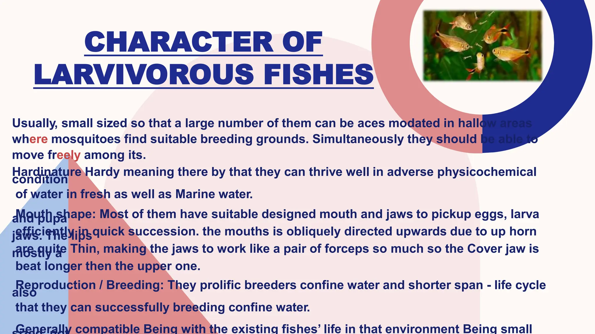 Larvivorous fishes of indiaor bony fishes .pptx