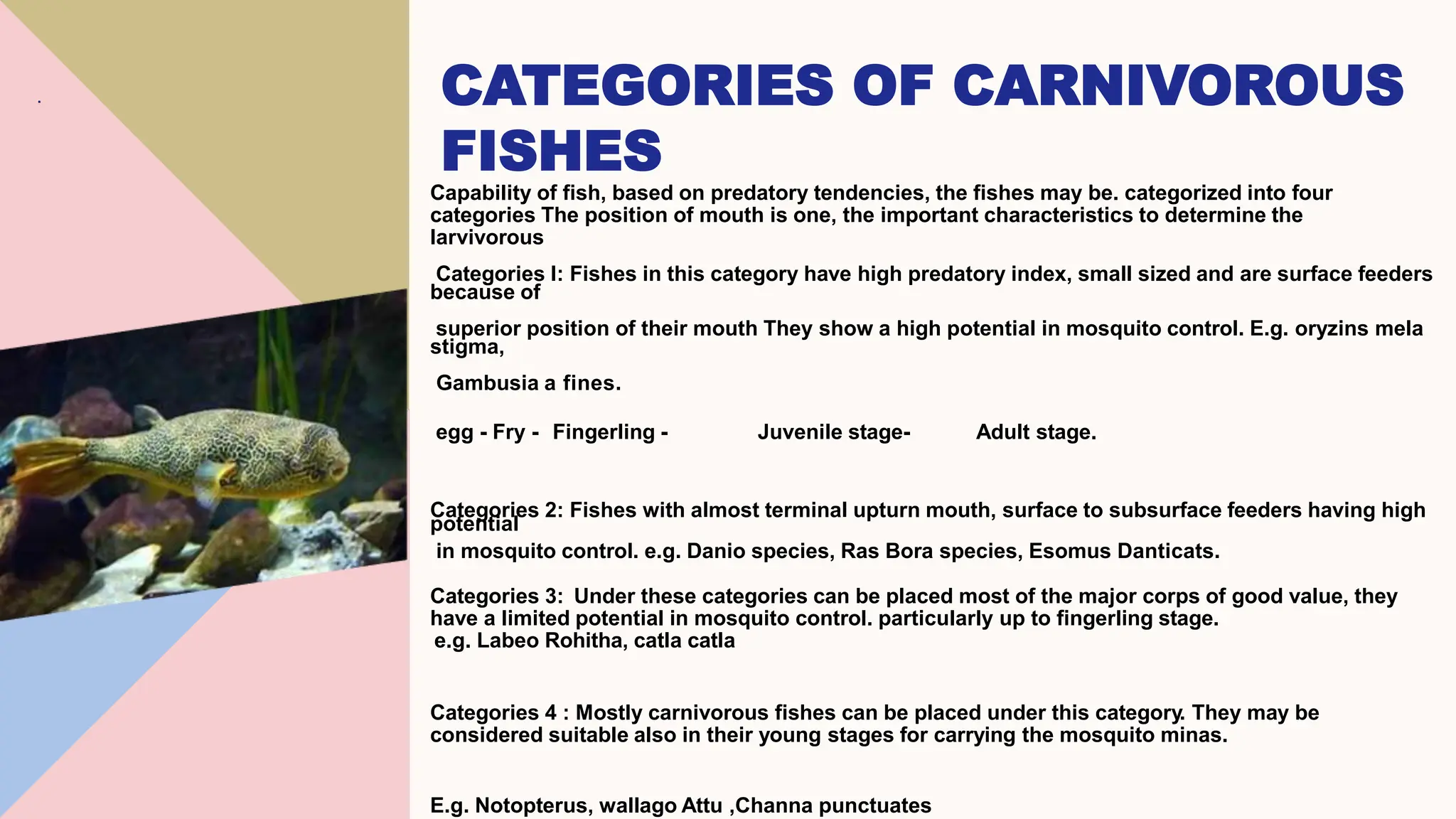 Larvivorous fishes of indiaor bony fishes .pptx