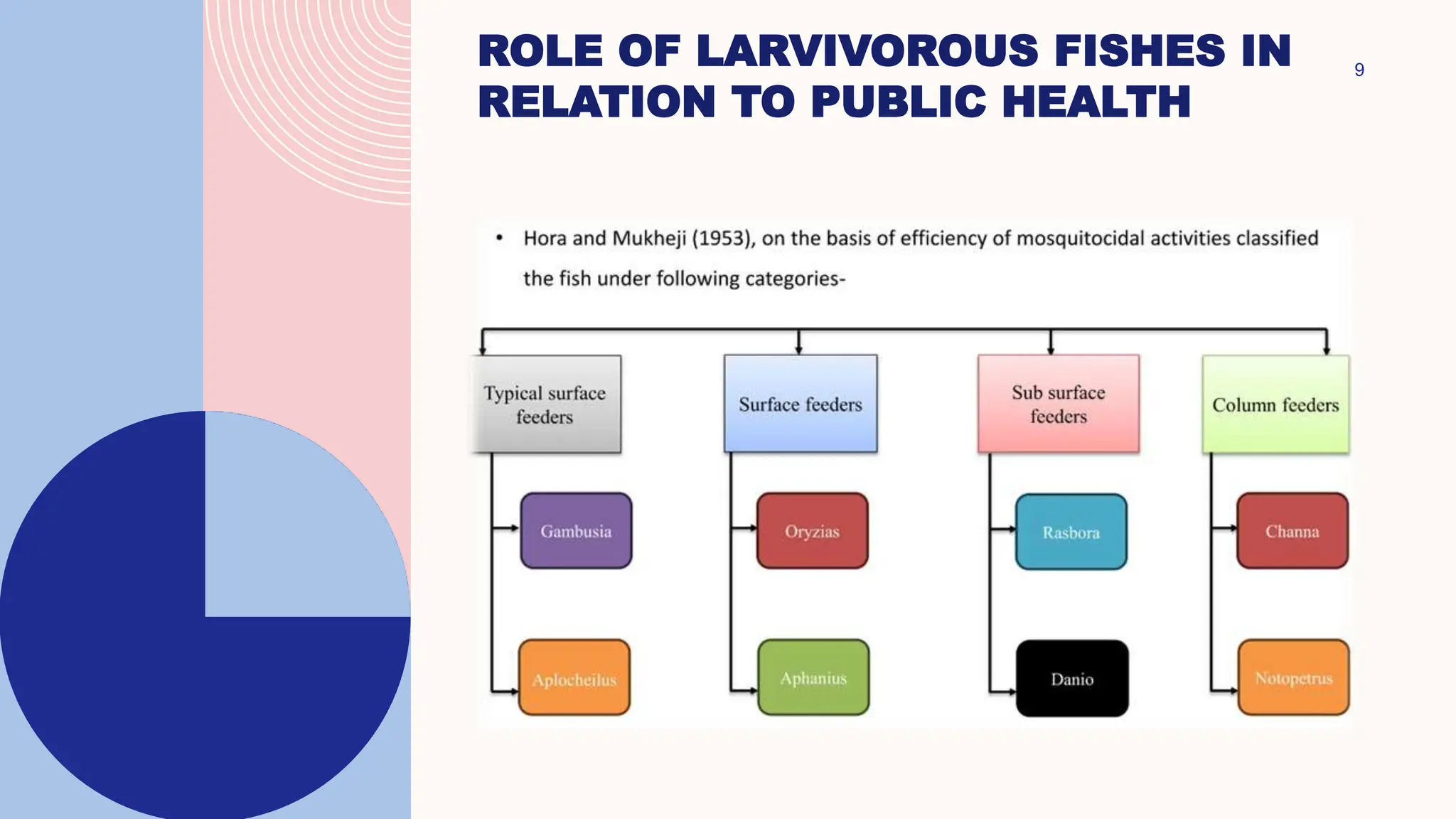 Larvivorous fishes of indiaor bony fishes .pptx