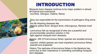 Larvivorous fishes of indiaor bony fishes .pptx