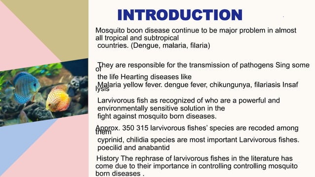 Larvivorous fishes of indiaor bony fishes .pptx