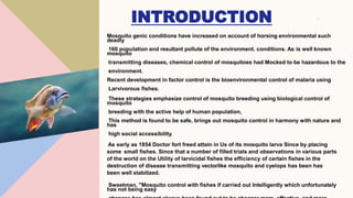 Larvivorous fishes of indiaor bony fishes .pptx