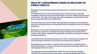 Larvivorous fishes of indiaor bony fishes .pptx