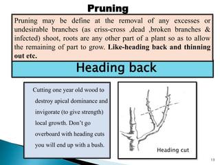 To improve the knowledge about principle and practice of canopy management in fruit crop | PPTX