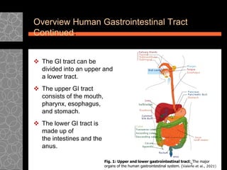 GUT MICROBIOME IMPACT ON HUMAN GASTROINTESTINAL TRACT | PPT