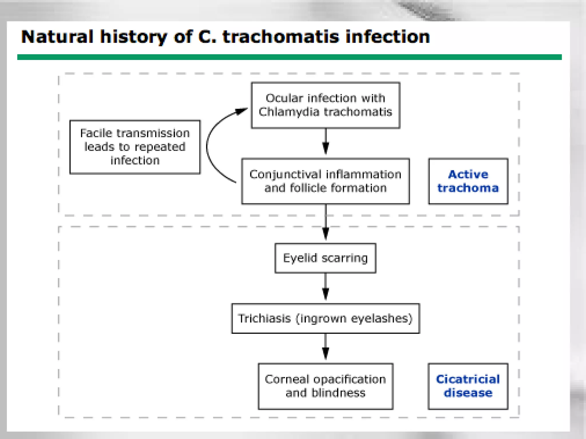 Chlamydia Conjunctivitis Ppt